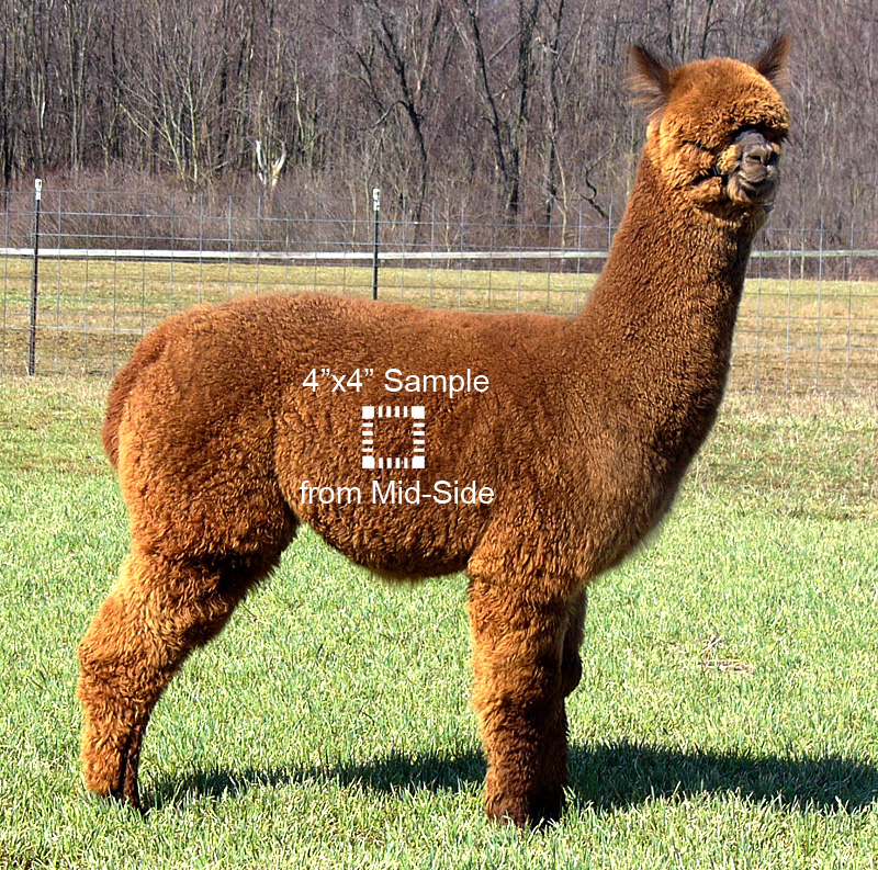 Alpaca EPD Overview