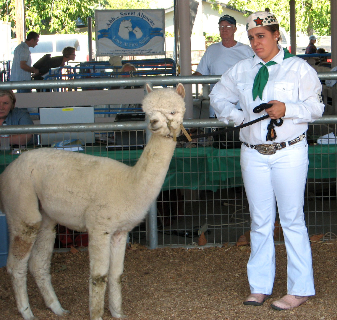 Mentor Alpaca Farms for Youth California | Menagerie Hill Ranch