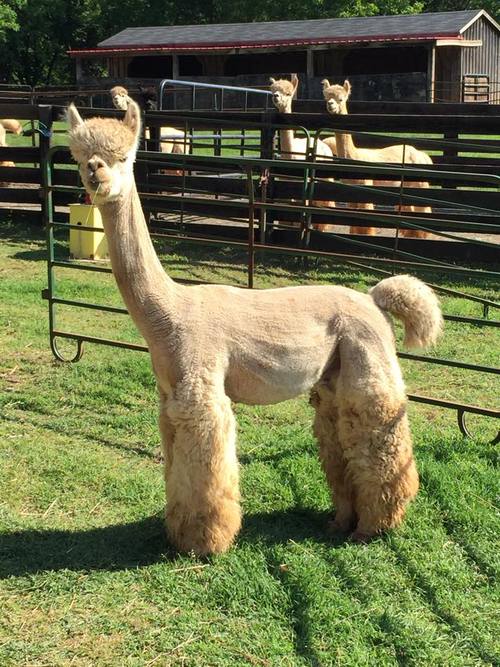 Auction Lot Snowmass Matrix