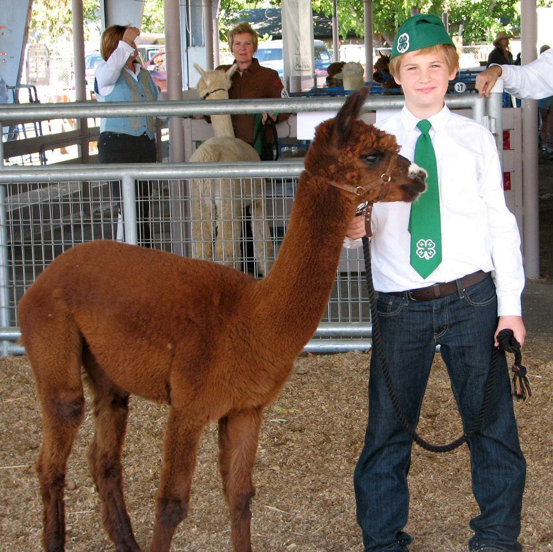 Mentor Alpaca Farms for Youth California | Menagerie Hill Ranch