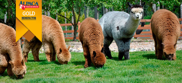 Alpaca Owners Association, Inc.
