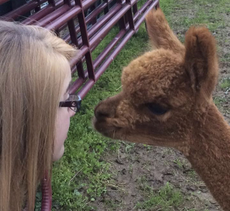 Adult — Alpacas & Friends