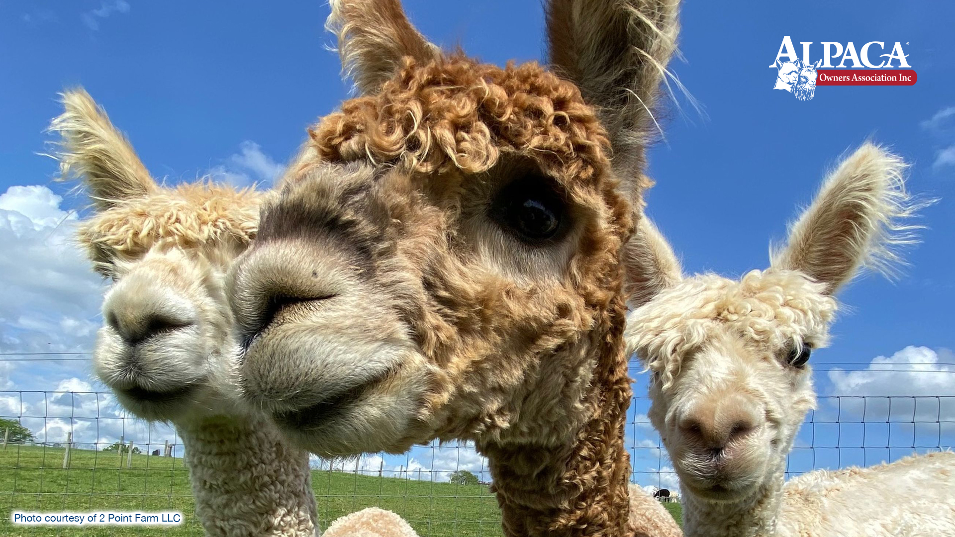 Backdrops & Props Llama/Alpaca Zoom Backgrounds 4 Digital Download Non ...