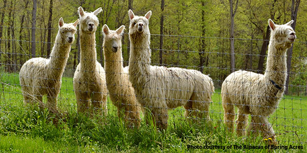 Alpaca Info from Alpaca Owners Association, Inc.